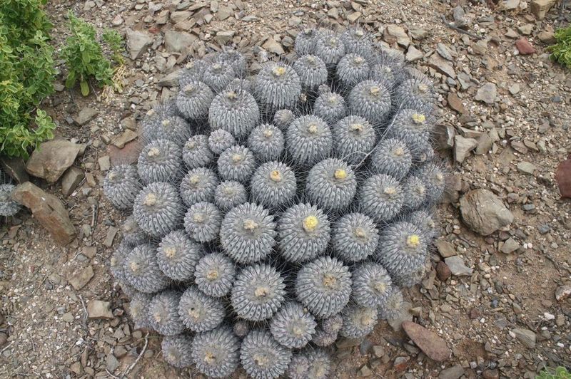 Cactus and Succulent Field Number Query