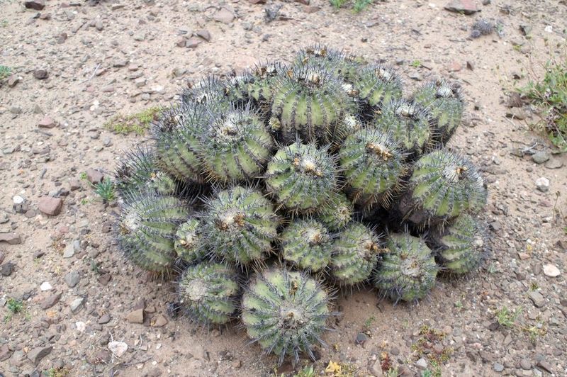 Cactus and Succulent Field Number Query