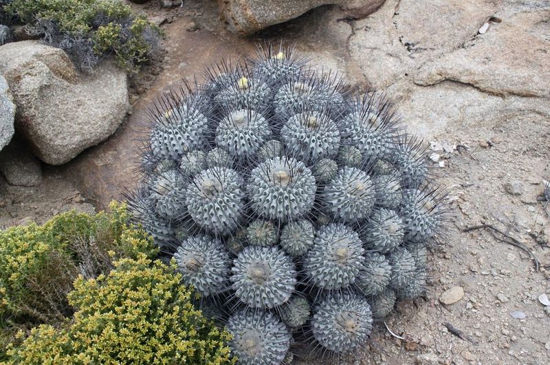 Cactus and Succulent Field Number Query