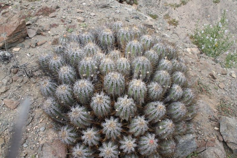 Cactus and Succulent Field Number Query
