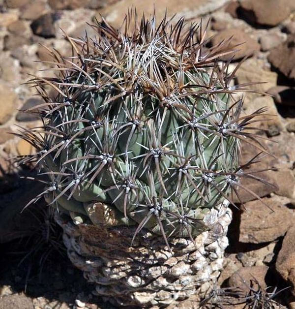 Cactus and Succulent Field Number Query