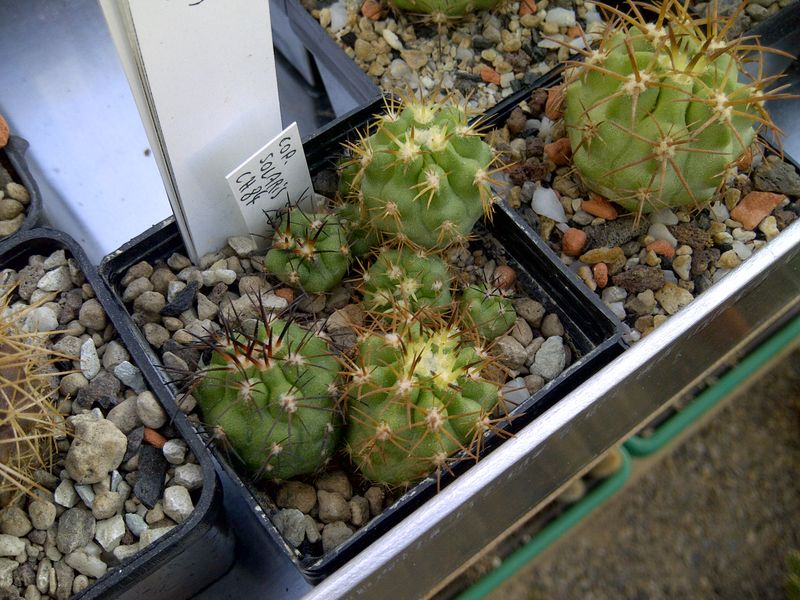 Cactus and Succulent Field Number Query