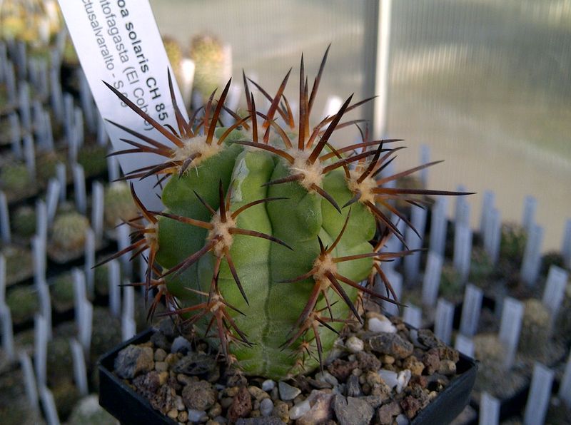 Cactus and Succulent Field Number Query