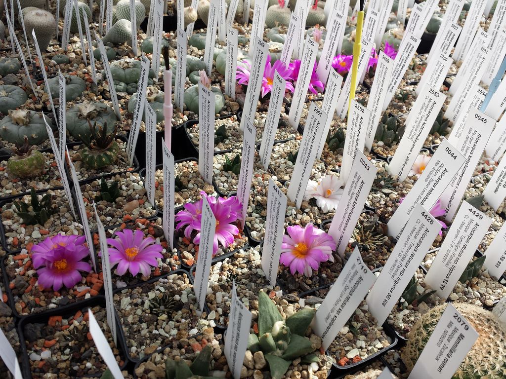 Cactus and Succulent Field Number Query