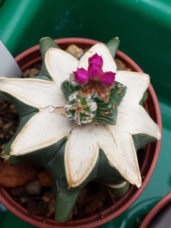 Cactus and Succulent Field Number Query