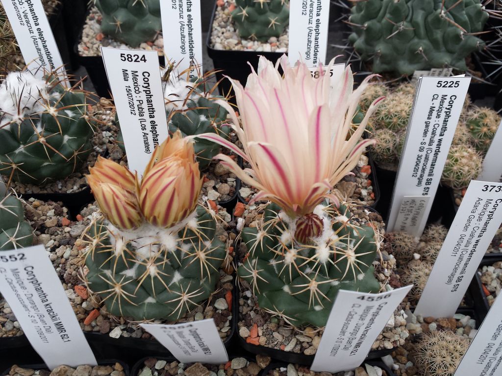 Cactus and Succulent Field Number Query