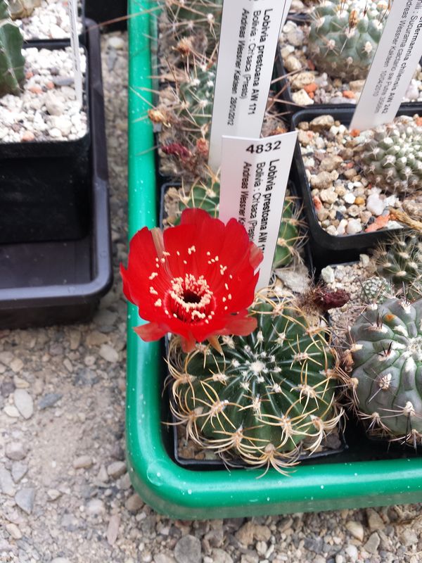 Cactus and Succulent Field Number Query
