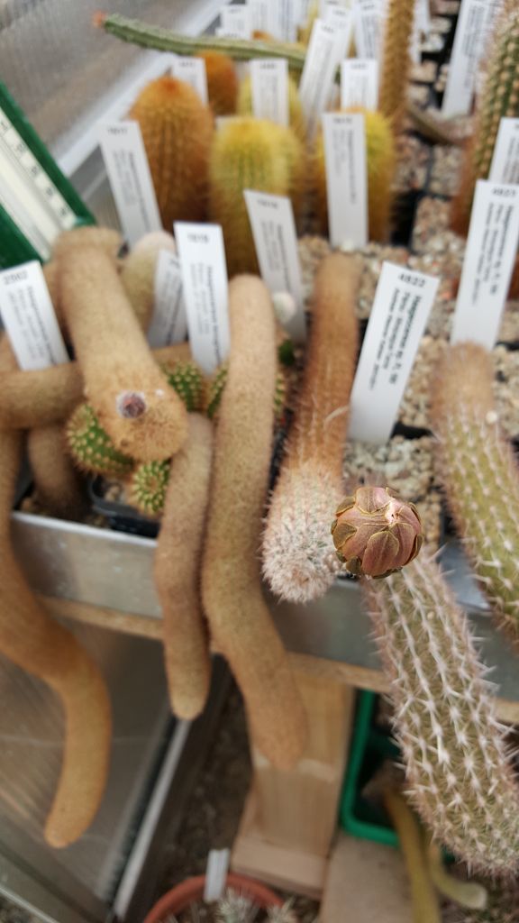 Cactus and Succulent Field Number Query