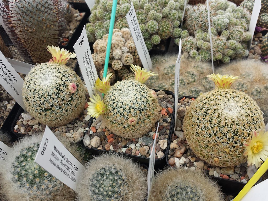 Cactus and Succulent Field Number Query