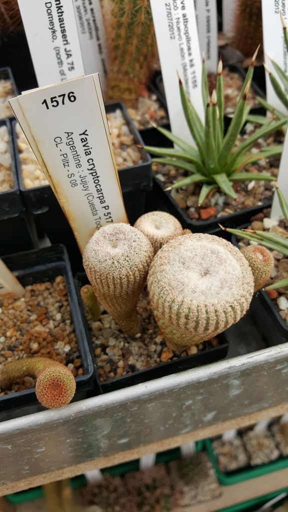Cactus and Succulent Field Number Query