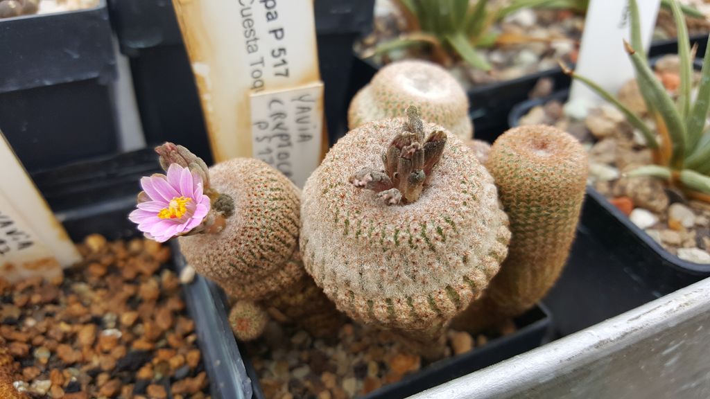 Cactus and Succulent Field Number Query