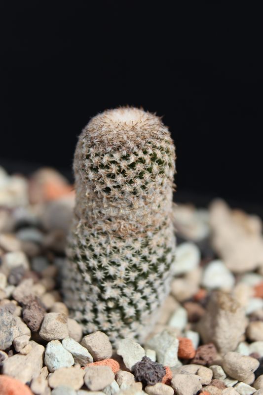 Cactus and Succulent Field Number Query