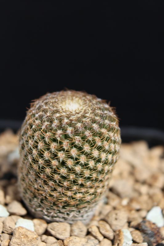 Cactus and Succulent Field Number Query