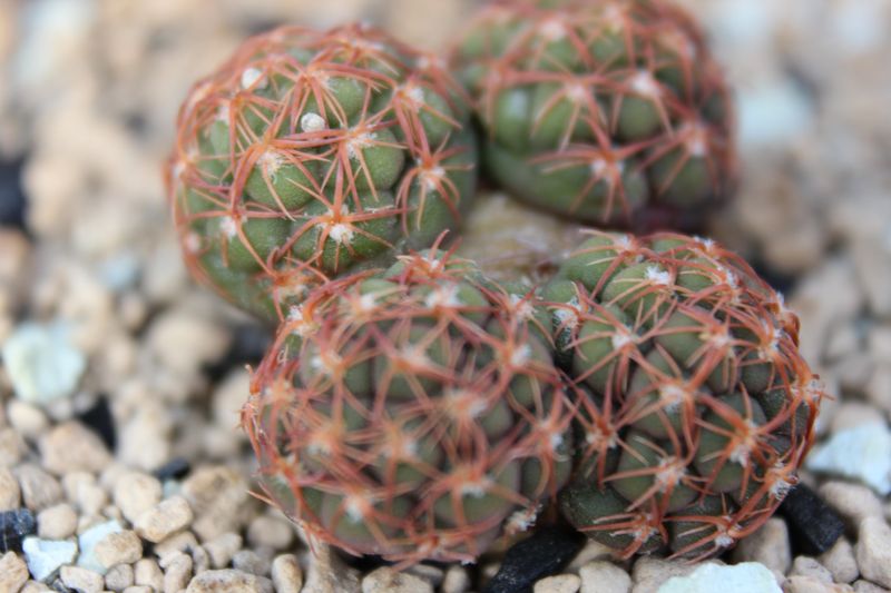 Cactus and Succulent Field Number Query