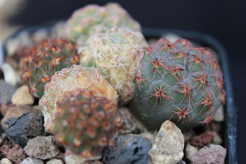 Cactus and Succulent Field Number Query