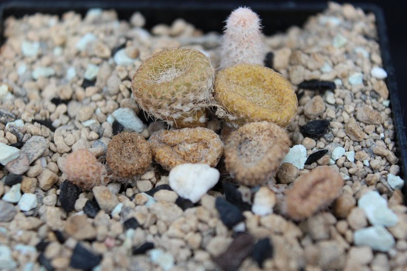 Cactus and Succulent Field Number Query