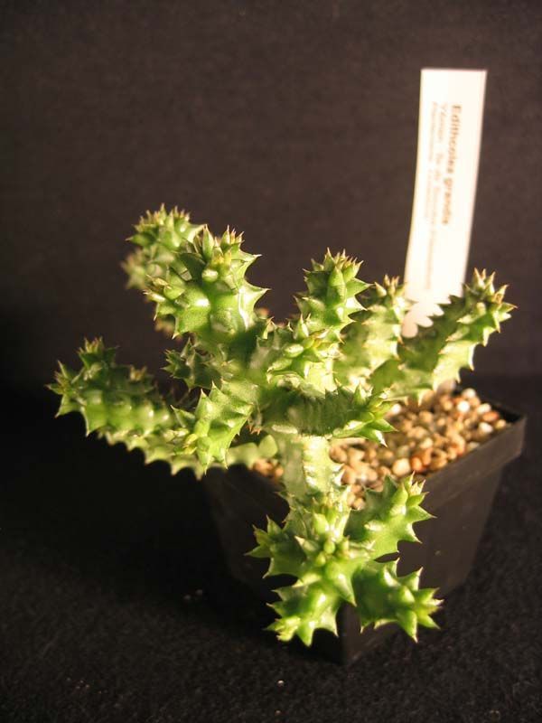 Cactus and Succulent Field Number Query