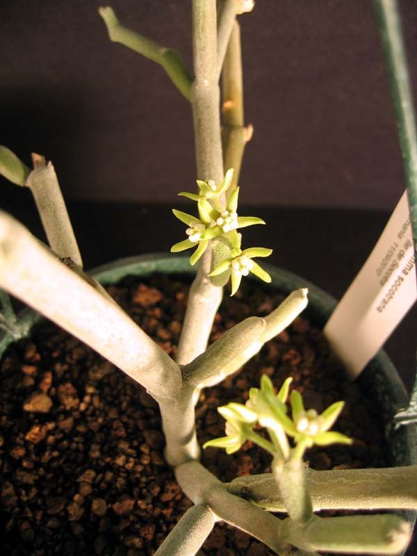 Cactus and Succulent Field Number Query